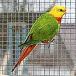 Les Perruches du Genre Polytelis – Les Oiseaux du Monde