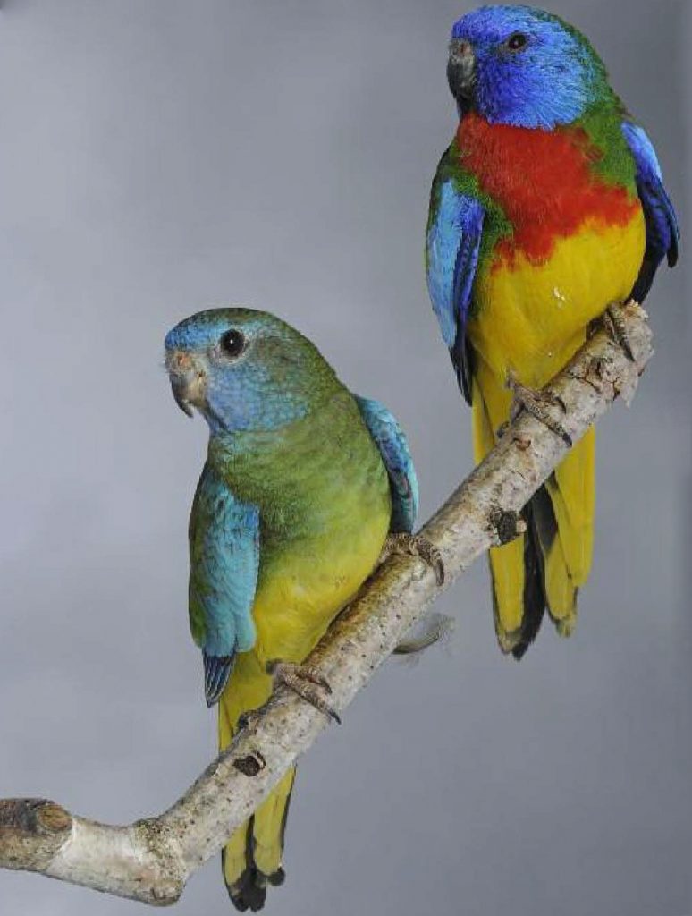 Élever des Perruches pour le “fun” ou la couleur » Les Oiseaux du Monde
