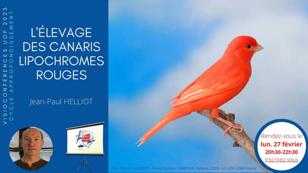 L’élevage des Canaris lipochromes rouges – Union Ornithologique de France