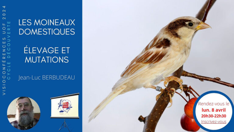 Les Moineaux domestiques : élevage et mutations – Union Ornithologique ...