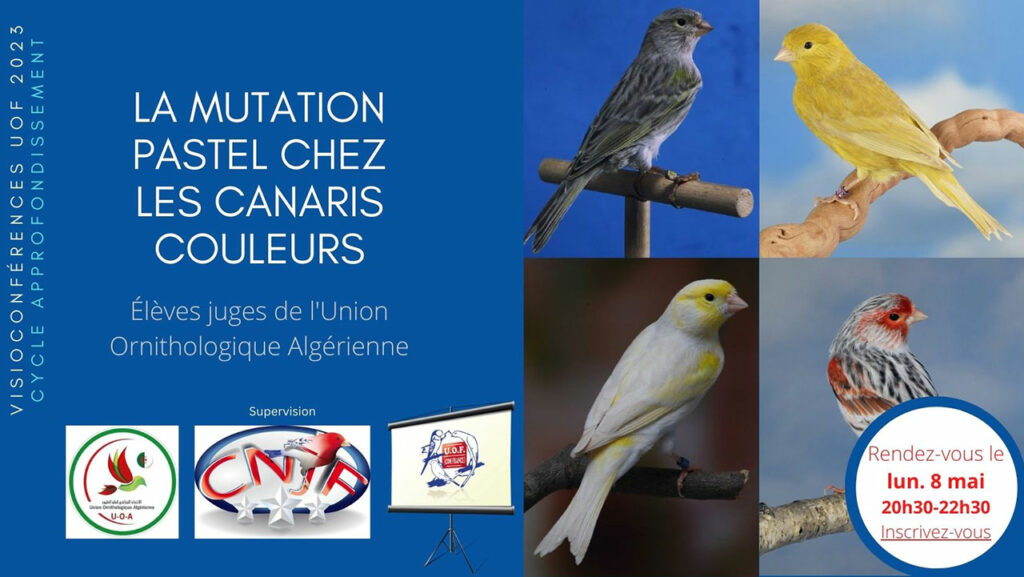 La mutation pastel chez les Canaris couleurs – Union Ornithologique de ...